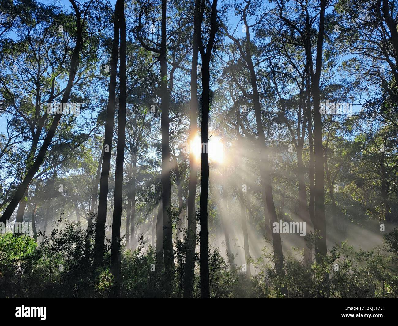 The bright sun shining behind green trees in the forest Stock Photo - Alamy