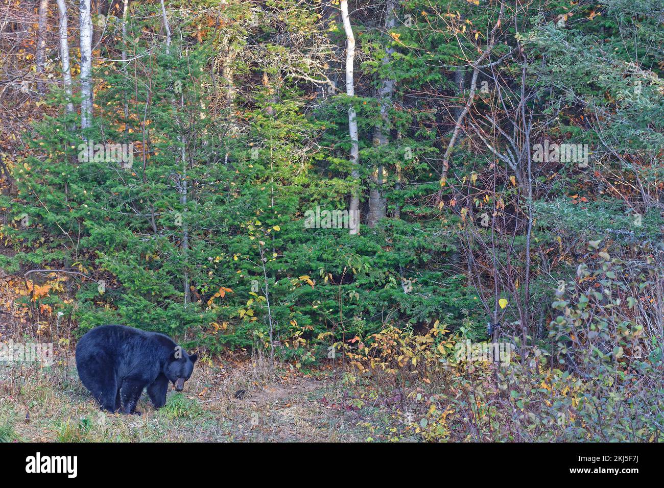 An american black bear (Ursus americanus), also called a baribal, in ...