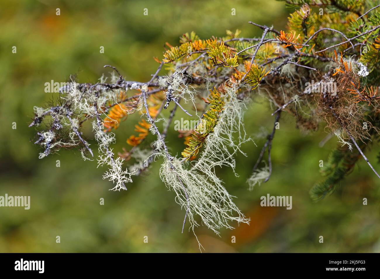 Moss on a branch of a fir in a Canadian Forest Stock Photo - Alamy