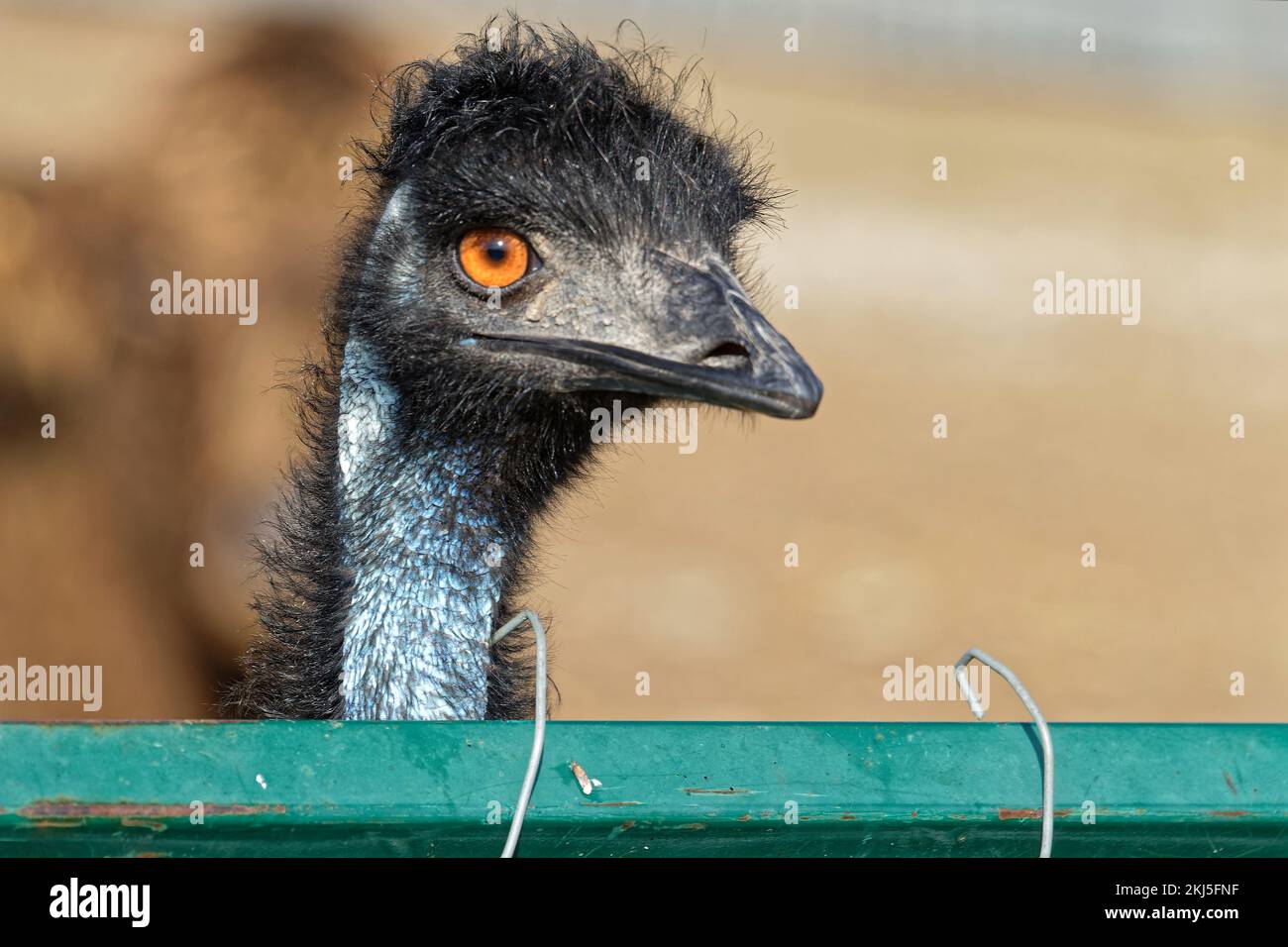 An emu looks outside its cage Stock Photo - Alamy