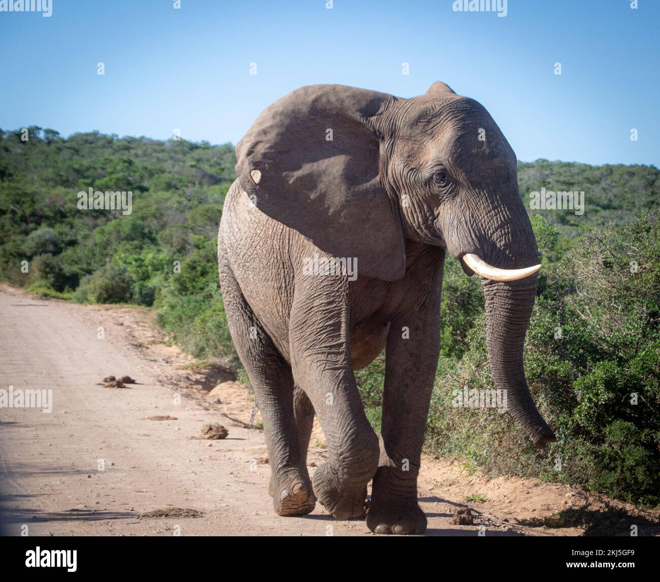 Elephant bull walking on dirt raod Stock Photo - Alamy