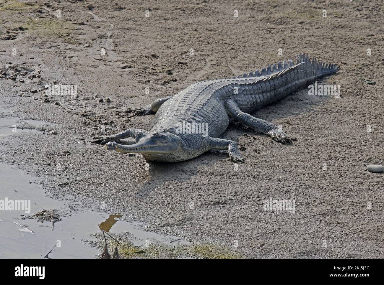 Gharial crocodile chitwan national park hi-res stock photography and ...