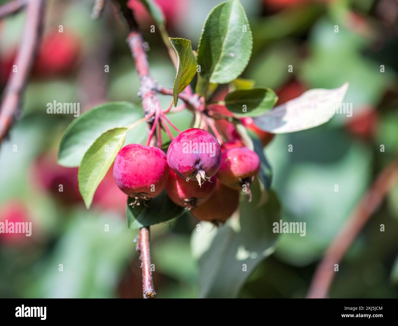 Bright red small wild apples among the yellow leaves in autumn. A bunch of wild apple tree with ...