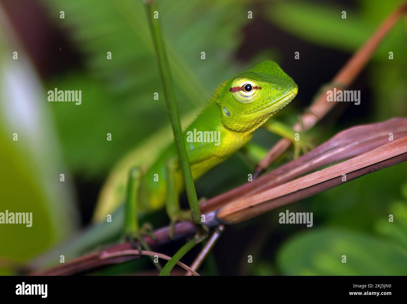 Green Garden Lizard (Calotes calotes) immature on vegetation Sinharaja ...