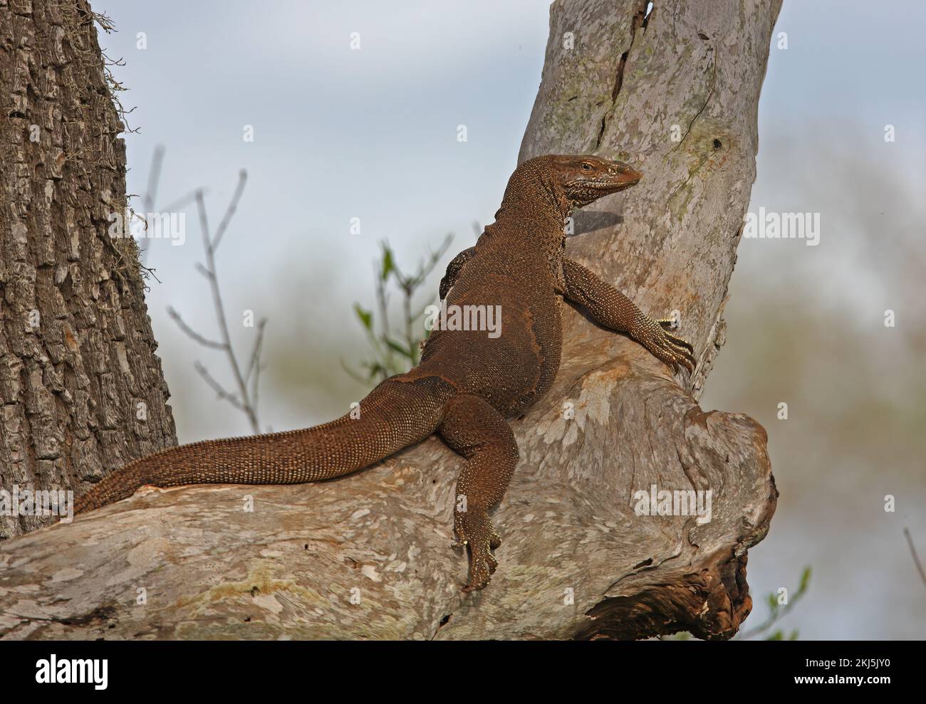 Land Monitor (Varanus bengalensis) adult in tree sunning Bundala NP ...