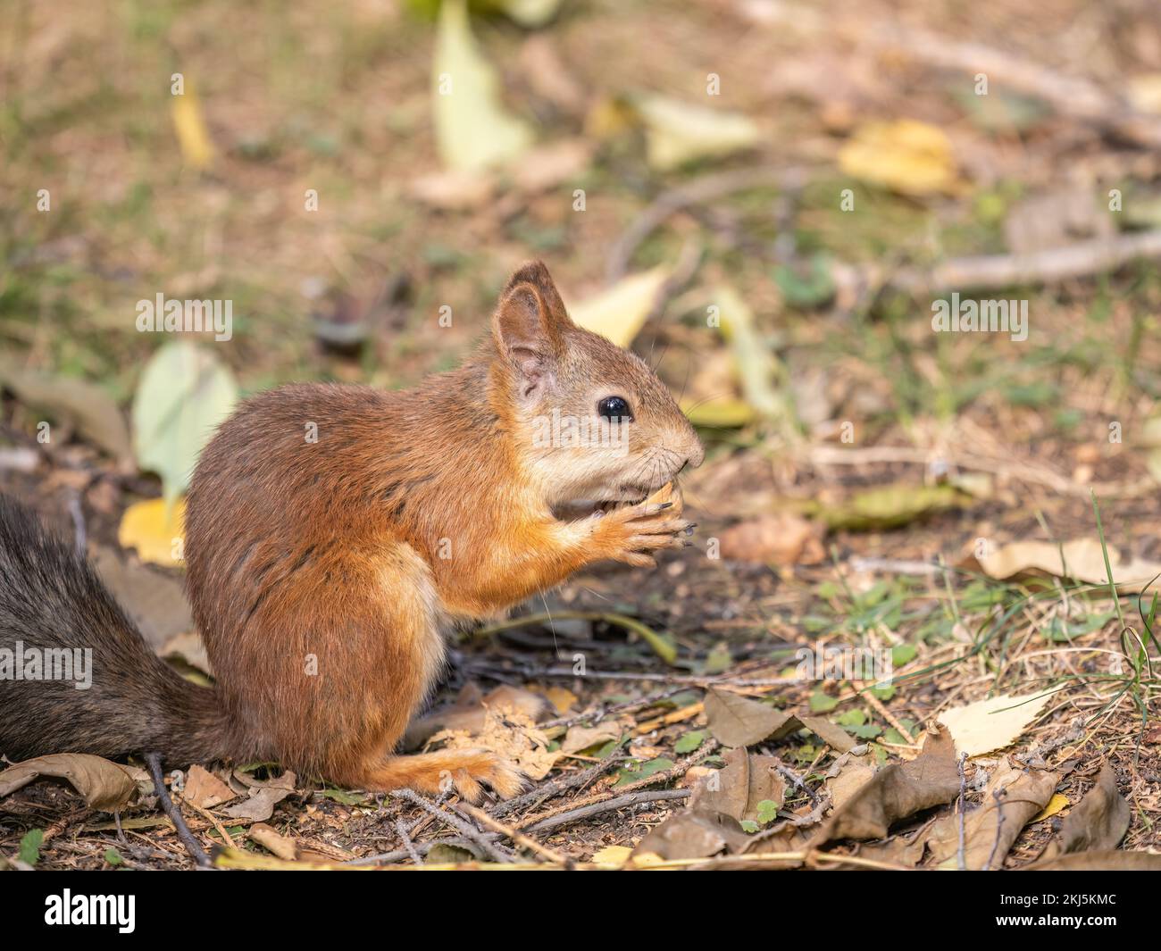 Squirrel with nut sits on green grass with fallen yellow leaves in ...