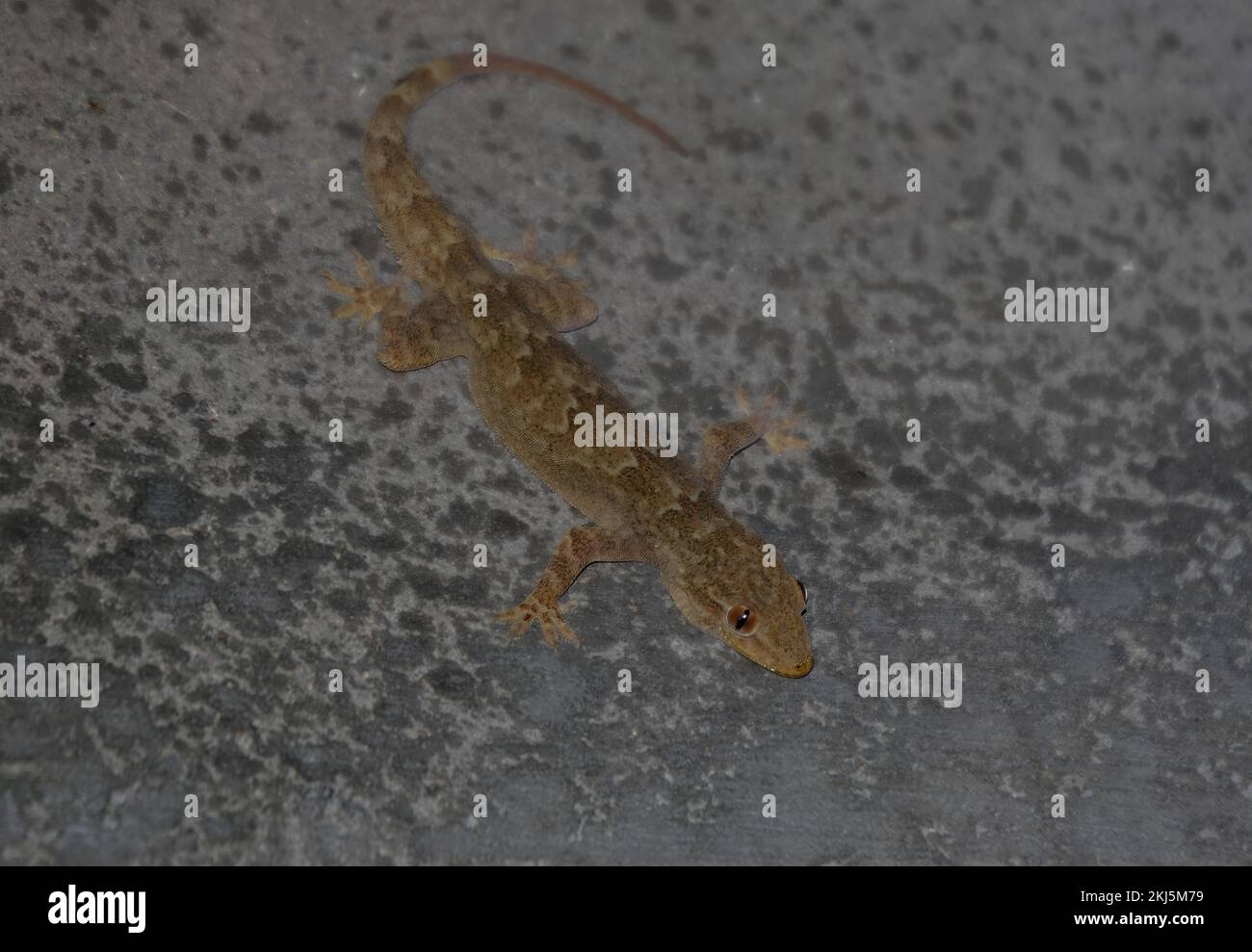 Northern House Gecko (Hemidactylus flaviviridis) adult on house wall ...