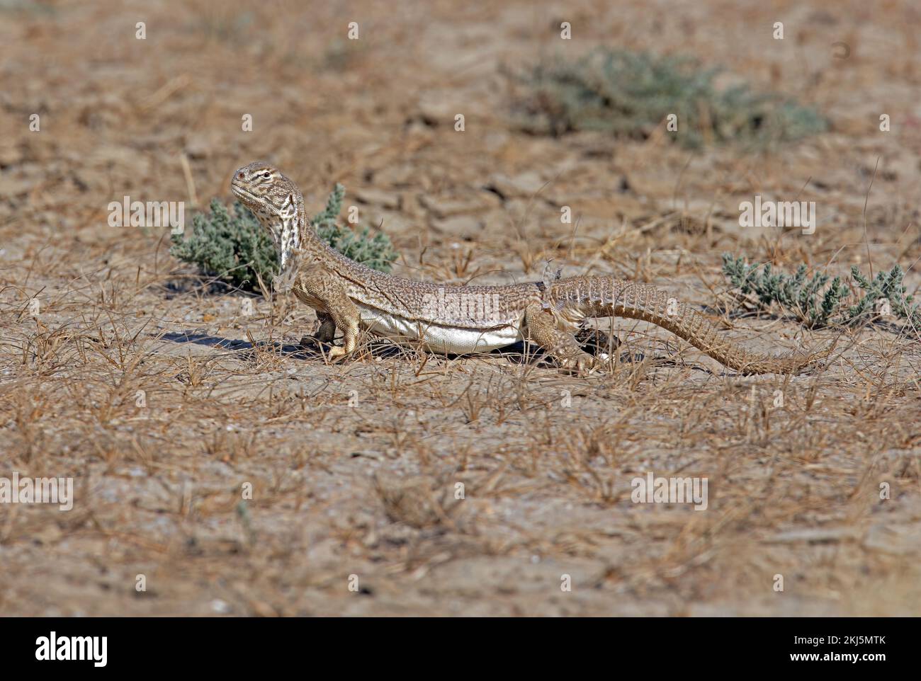 Spiny-tailed Lizard (Uromastyx hardwickii) adult on sandy plain with ...