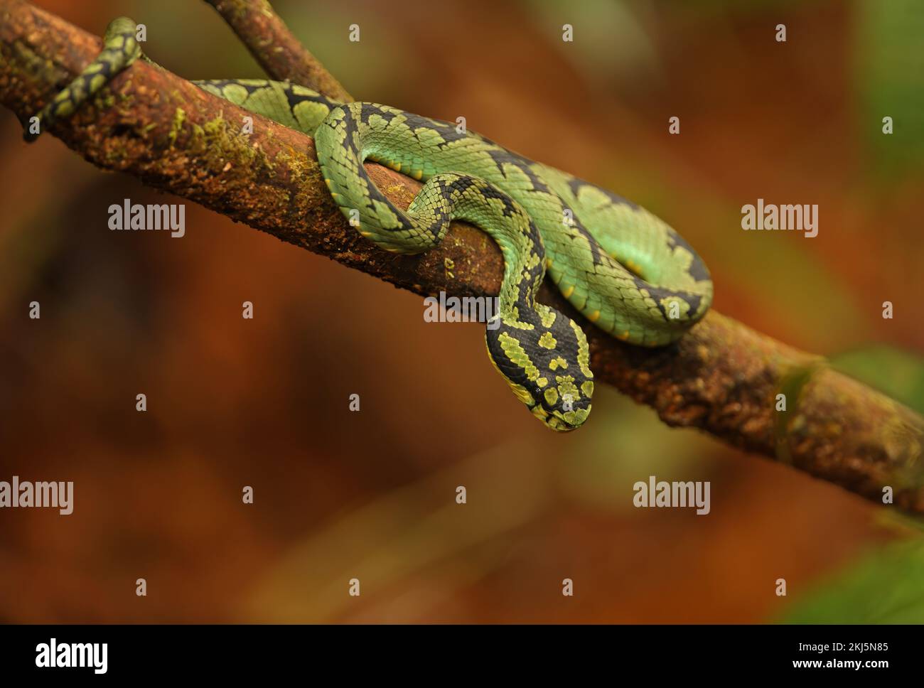 Sri Lankan Green Pit Viper (Trimeresurus trigonocephalus) adult on low ...