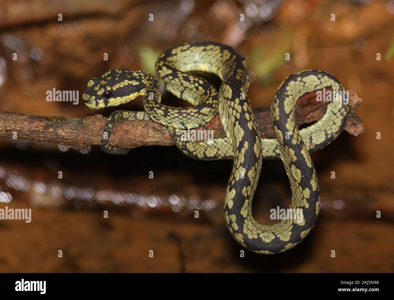 Sri Lankan Green Pit Viper (Trimeresurus trigonocephalus) adult on low ...