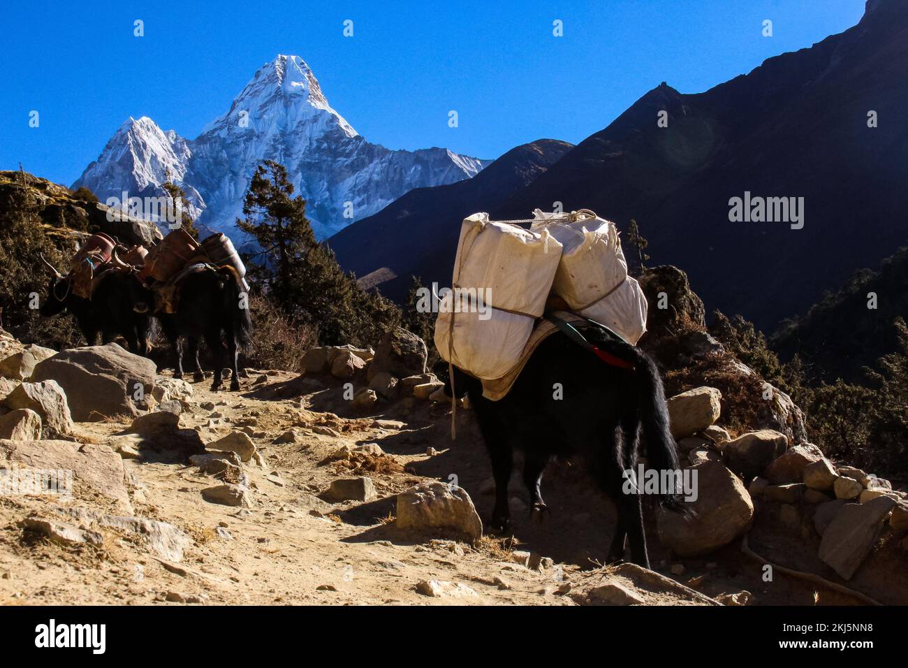 Yak Himalayan Cow carrying essential goods in the Everest Base Camp ...