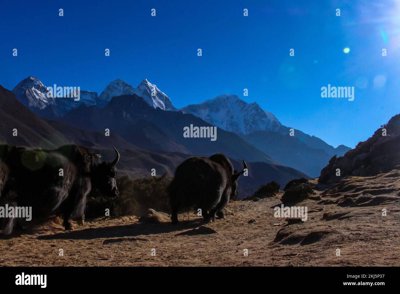 Yak Himalayan Cow carrying essential goods in the Everest Base Camp ...