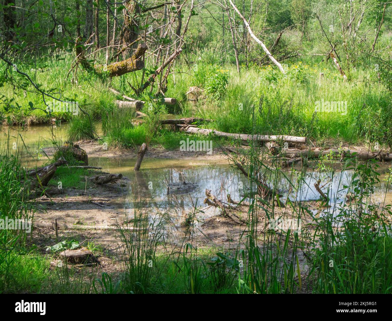 View of a swampy and overgrown natural landscape with fallen trees and ...