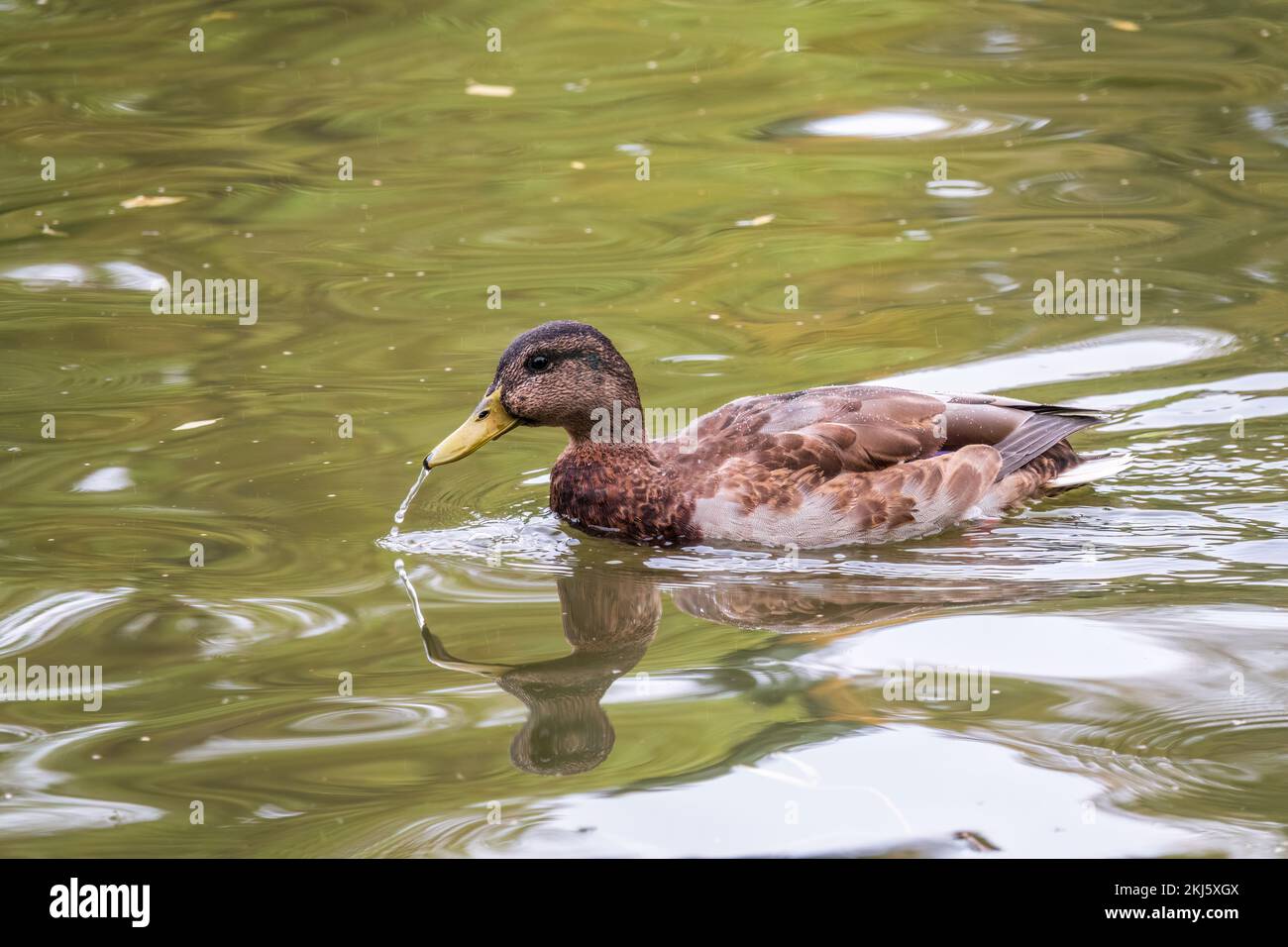 A duck swims in the dark water of a pond at sunset. Mallard, lat. Anas ...