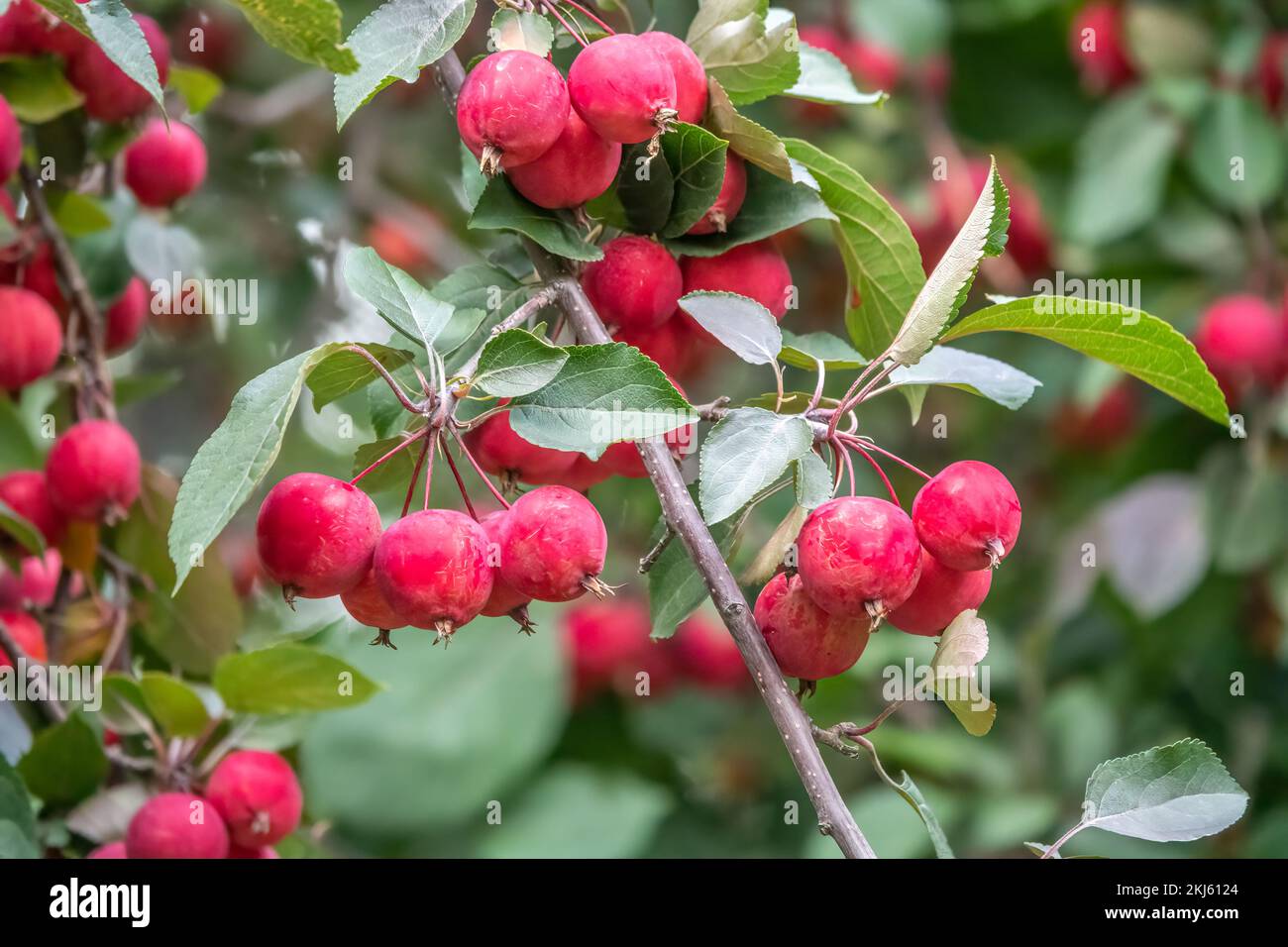 Bright red small wild apples among the yellow leaves in autumn. A bunch ...