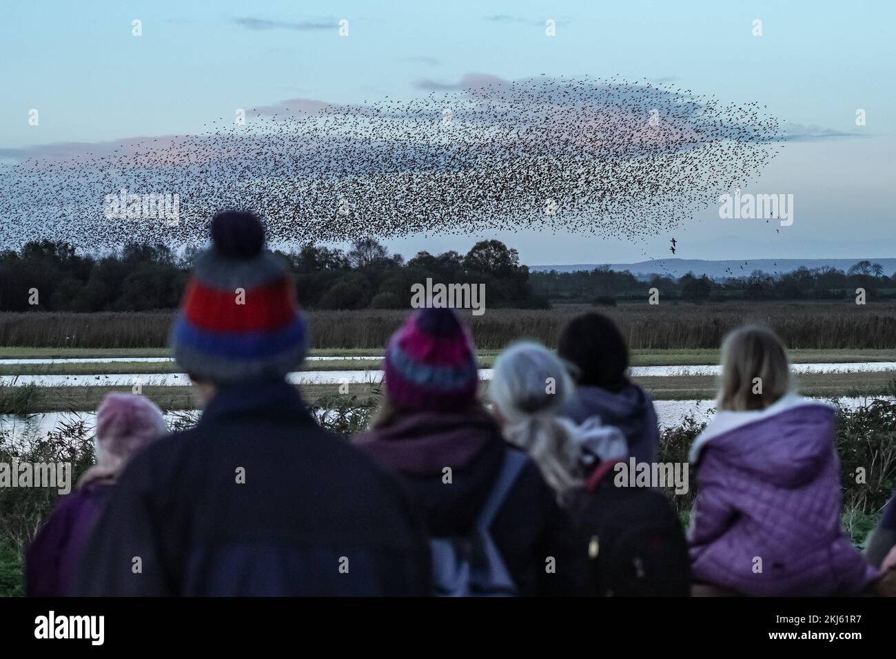 Glastonbury, Somerset, UK. 24th November 2022. UK Weather: Thousands of ...