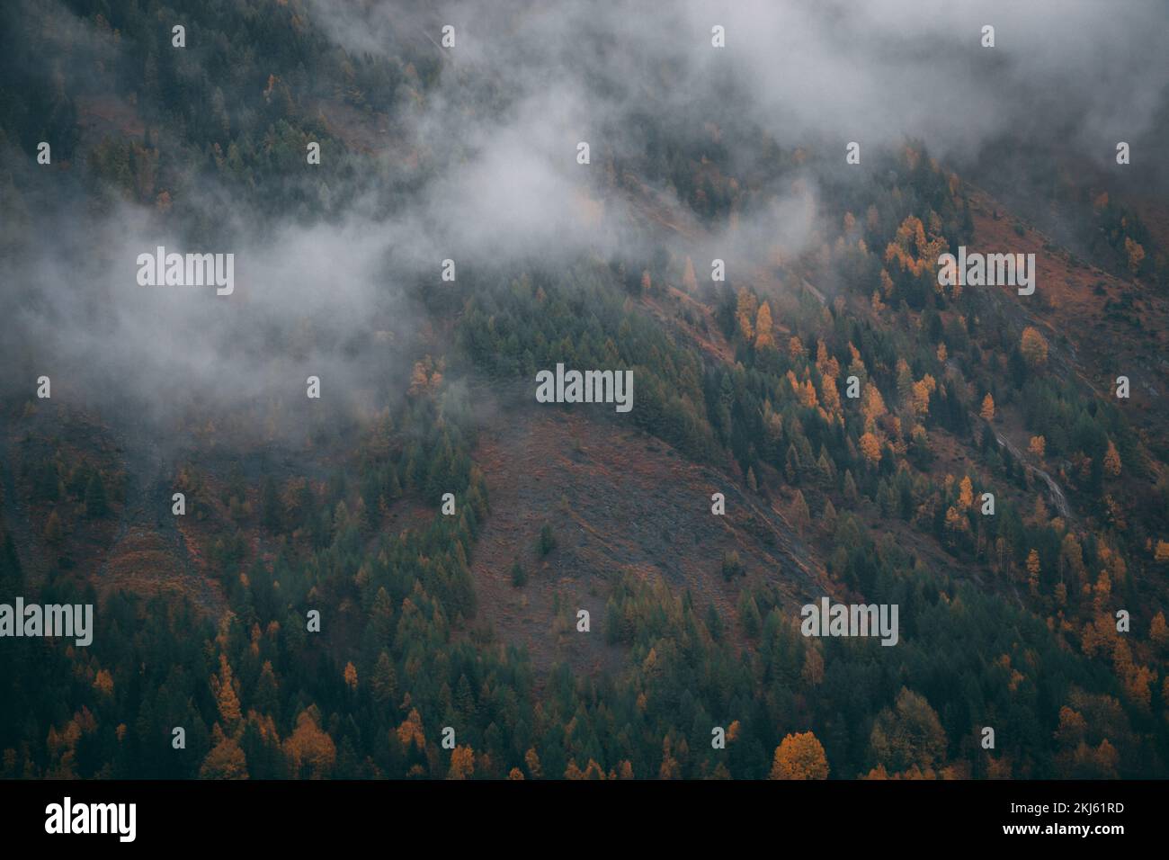 A beautiful view of a dense forest in autumn on a foggy day Stock Photo ...