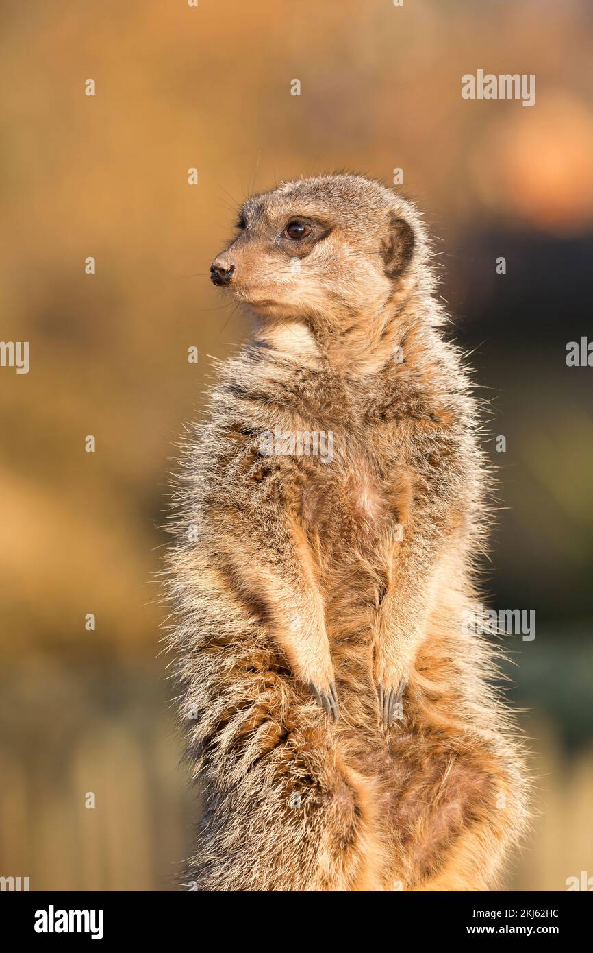 Close up meerkat paws hi-res stock photography and images - Alamy