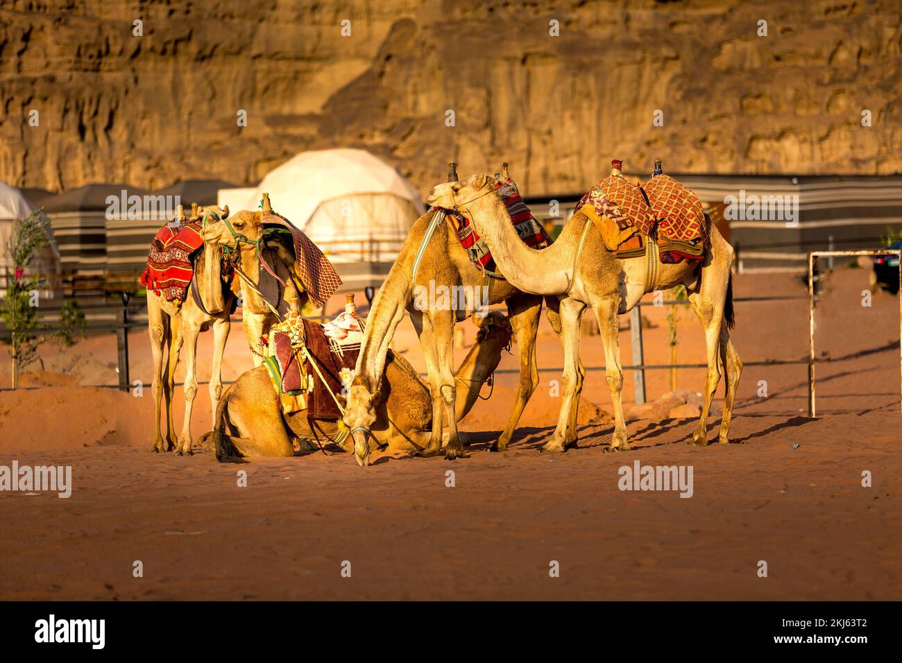 Jordan, camels caravan rests in majestic Wadi Rum desert, Valley of the ...