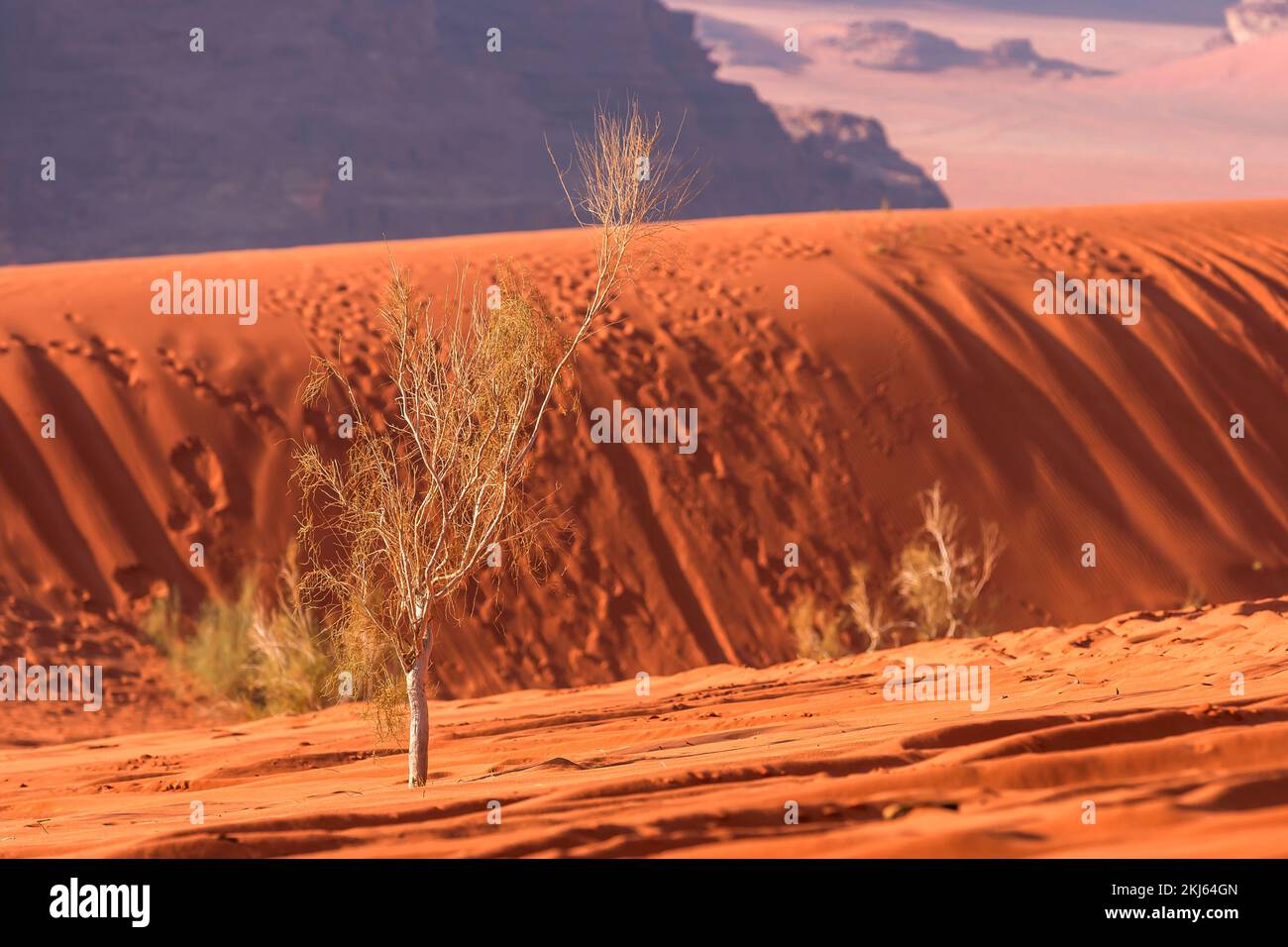 Golden orange desert sand and tree background, Wadi Rum, Jordan Stock ...