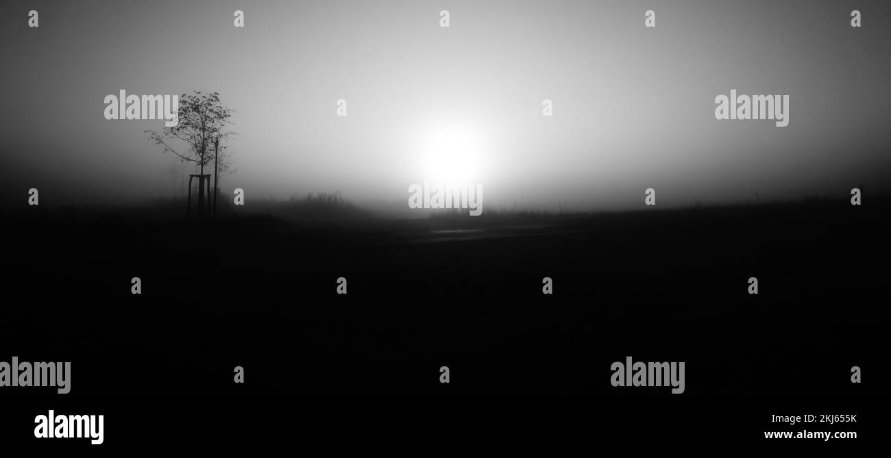 A grayscale panoramic of a gloomy, foggy environment with a leafless ...