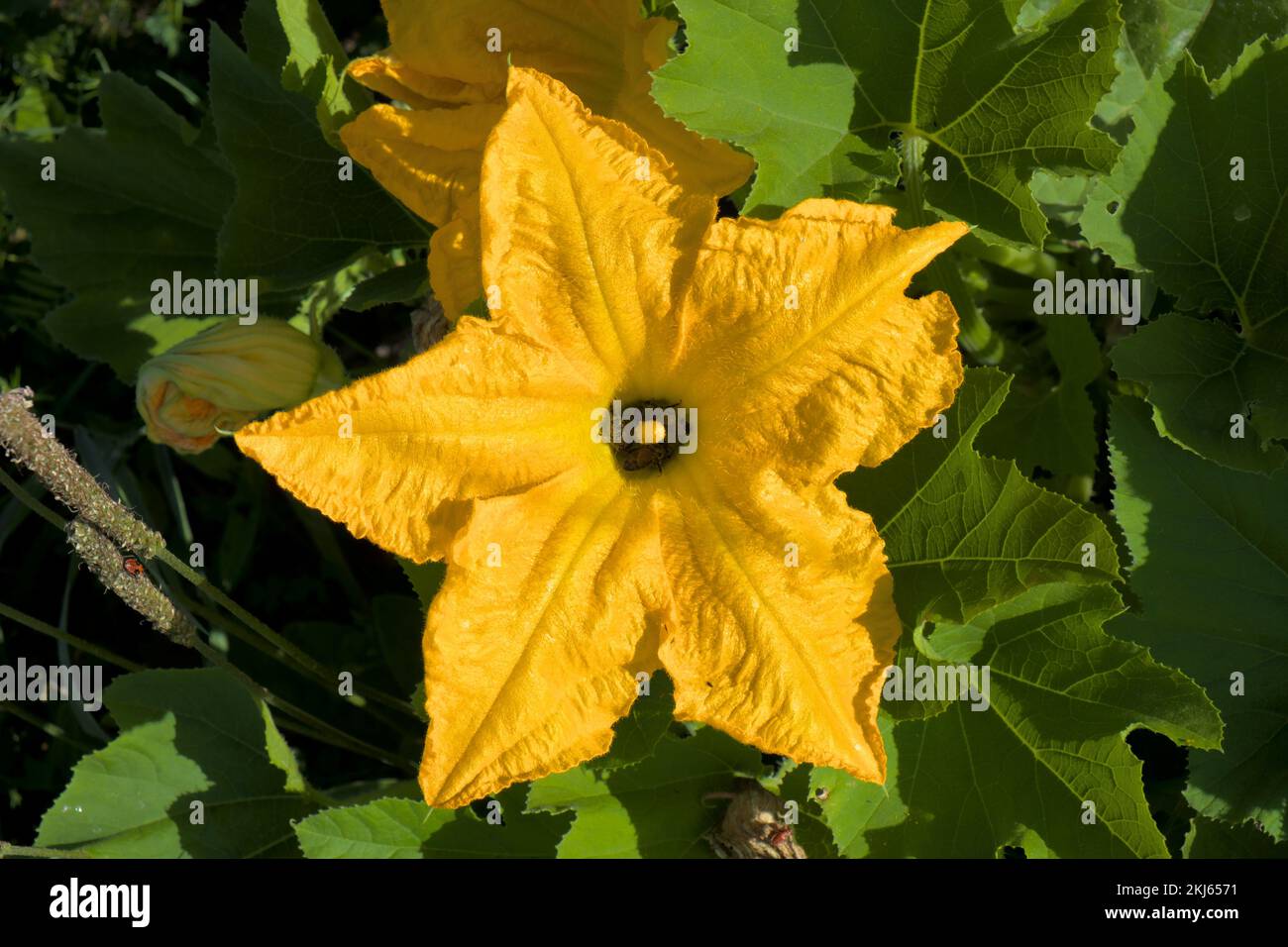pumpkin flower in Serbia, Kamena Gora Stock Photo - Alamy