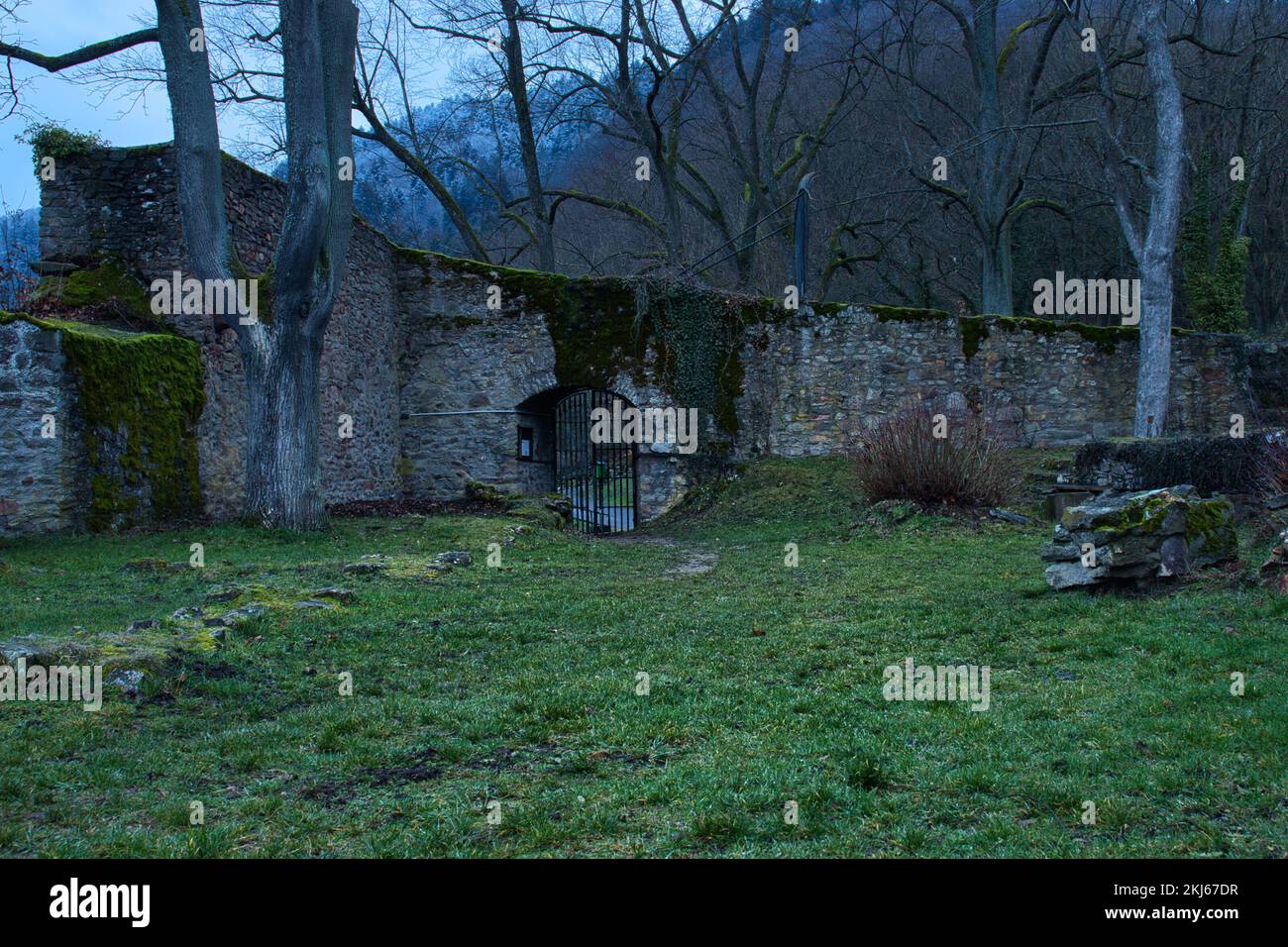 Wolfstein, Germany - January 8, 2021: Trees growing around a stone wall ...
