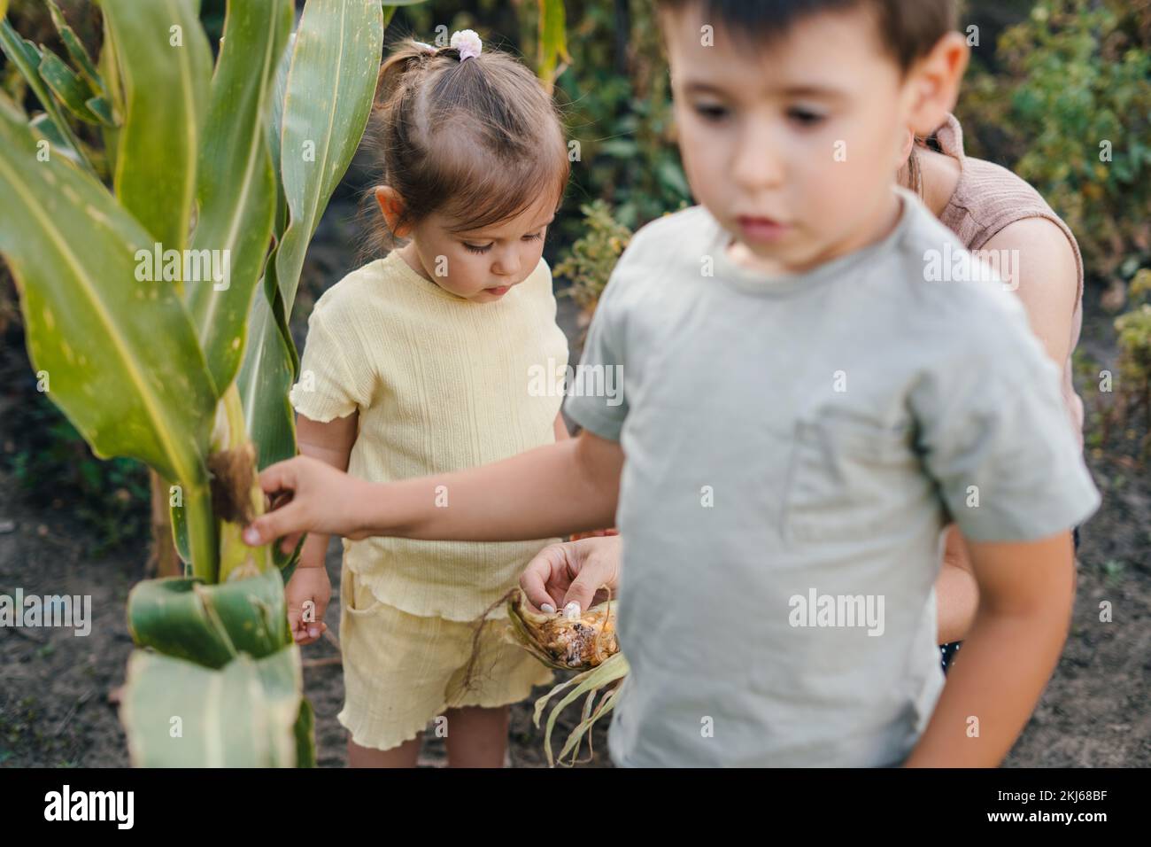 Mother, son and baby daughter working in corn field. Family farming ...