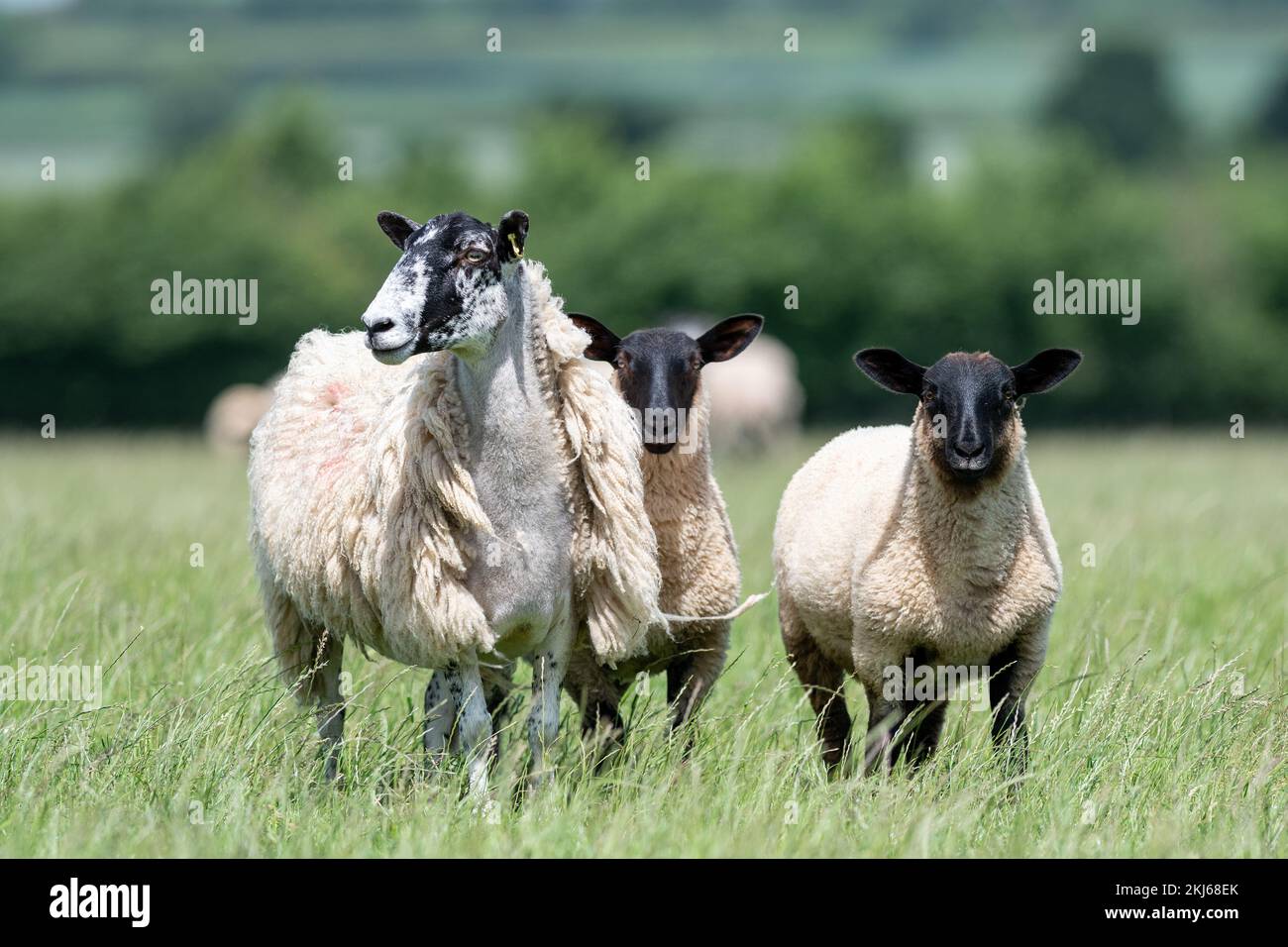 Suffolk farming hi-res stock photography and images - Alamy