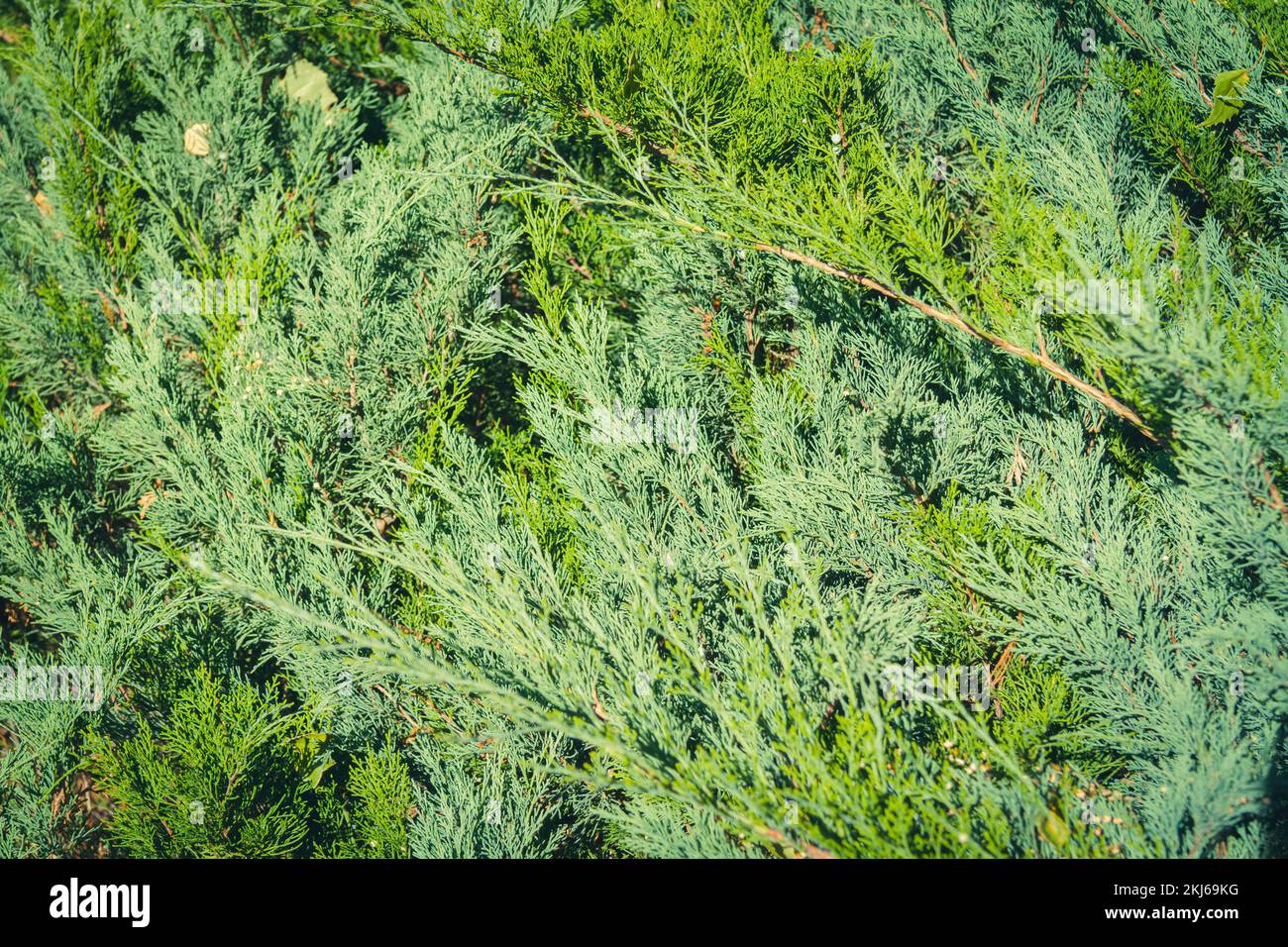Close-up of coniferous wood texture with bright sun glare Stock Photo ...