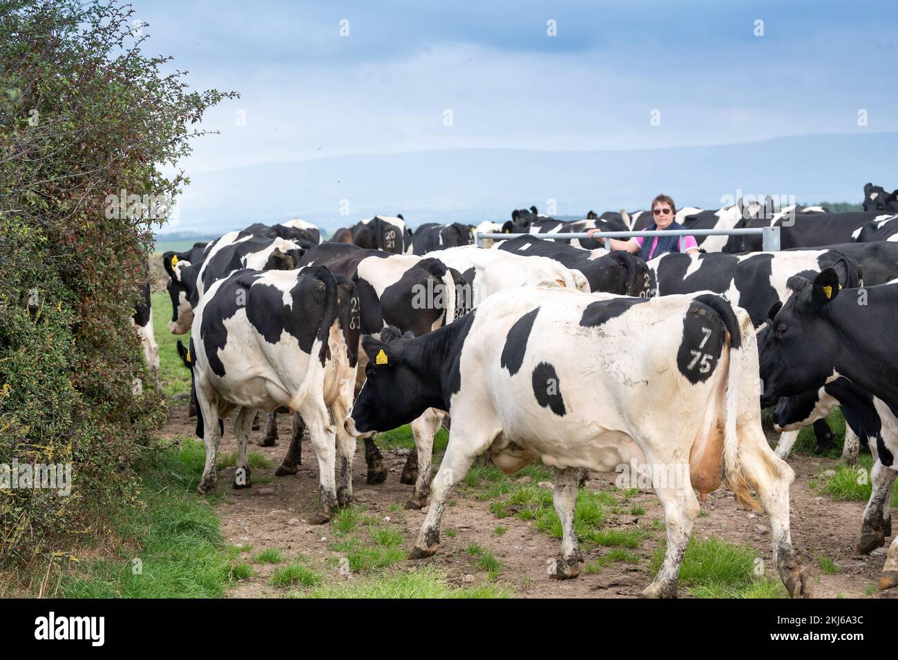 Farmer leading herd white cows hi-res stock photography and images - Alamy