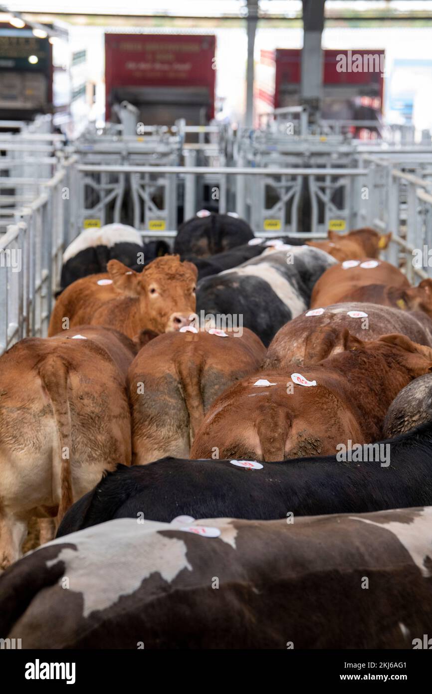 Durham cattle hi-res stock photography and images - Alamy