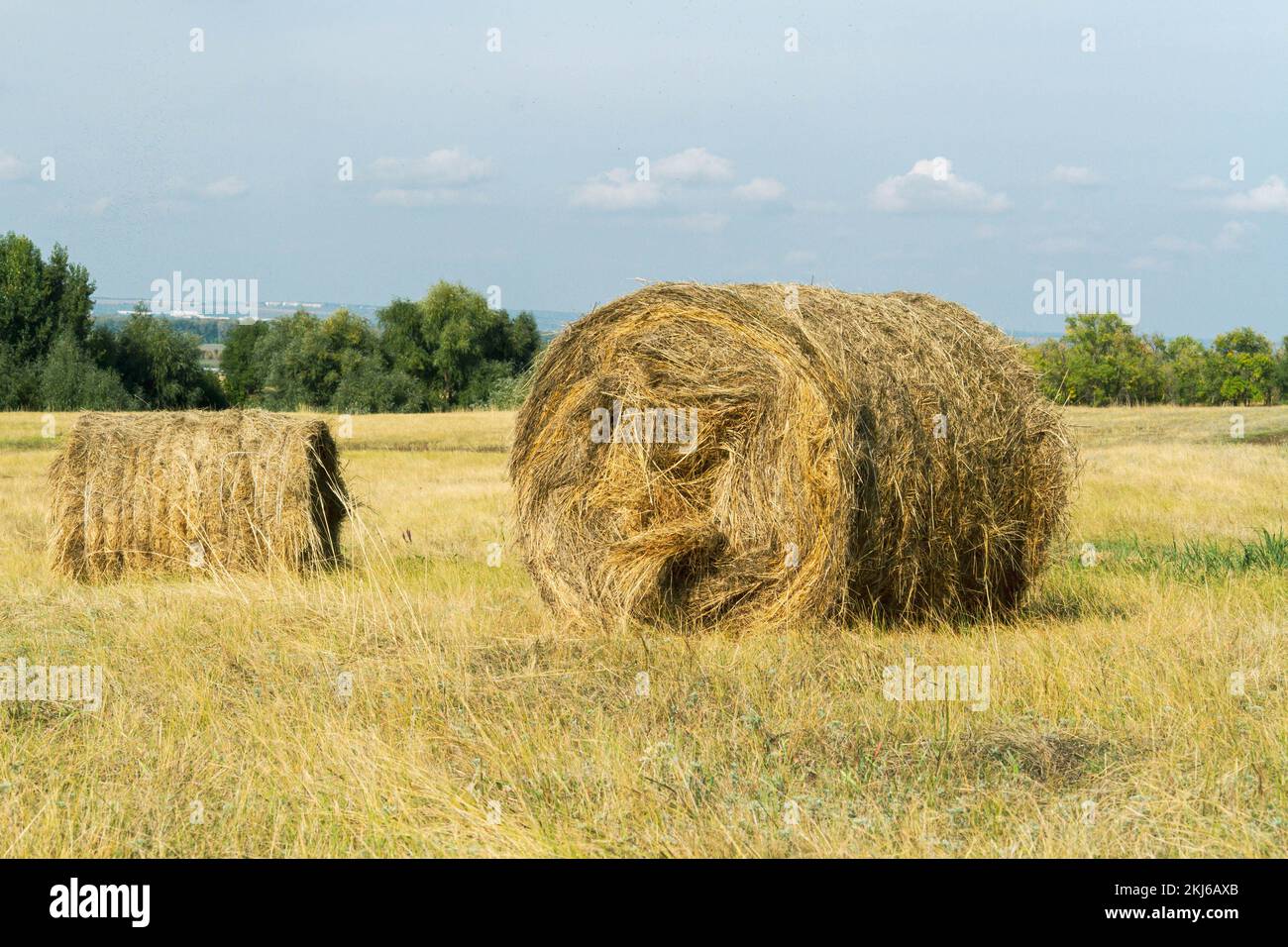Rolled up haystack in field. Twisted grass for animal feed on farm ...