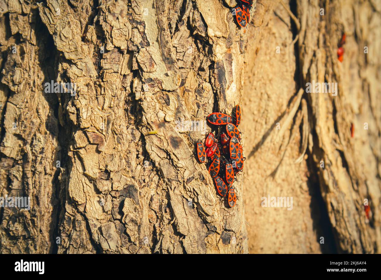 Bright coloured beetle hi-res stock photography and images - Alamy