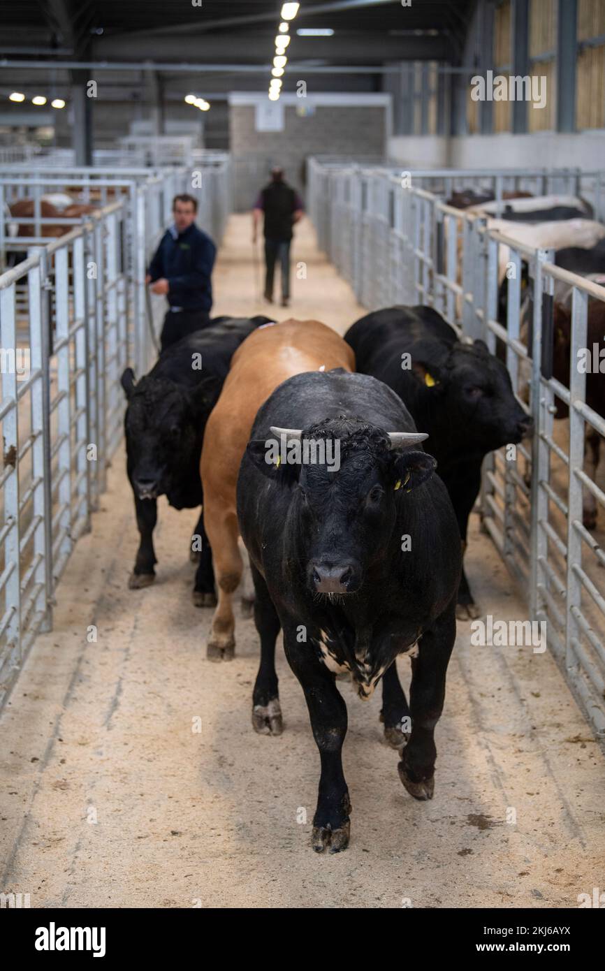 Durham cattle hi-res stock photography and images - Alamy