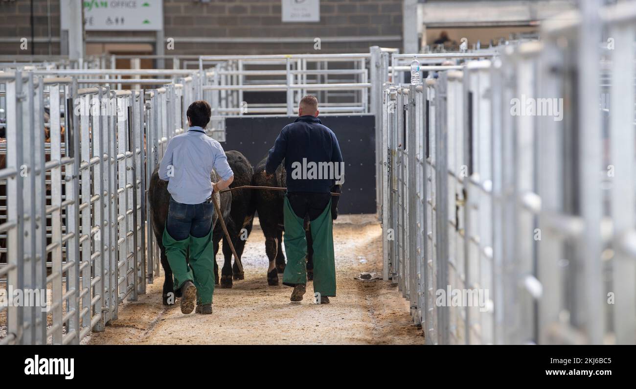 Beef cattle penned up at a livestock auction mart, Co. Durham, UK Stock ...