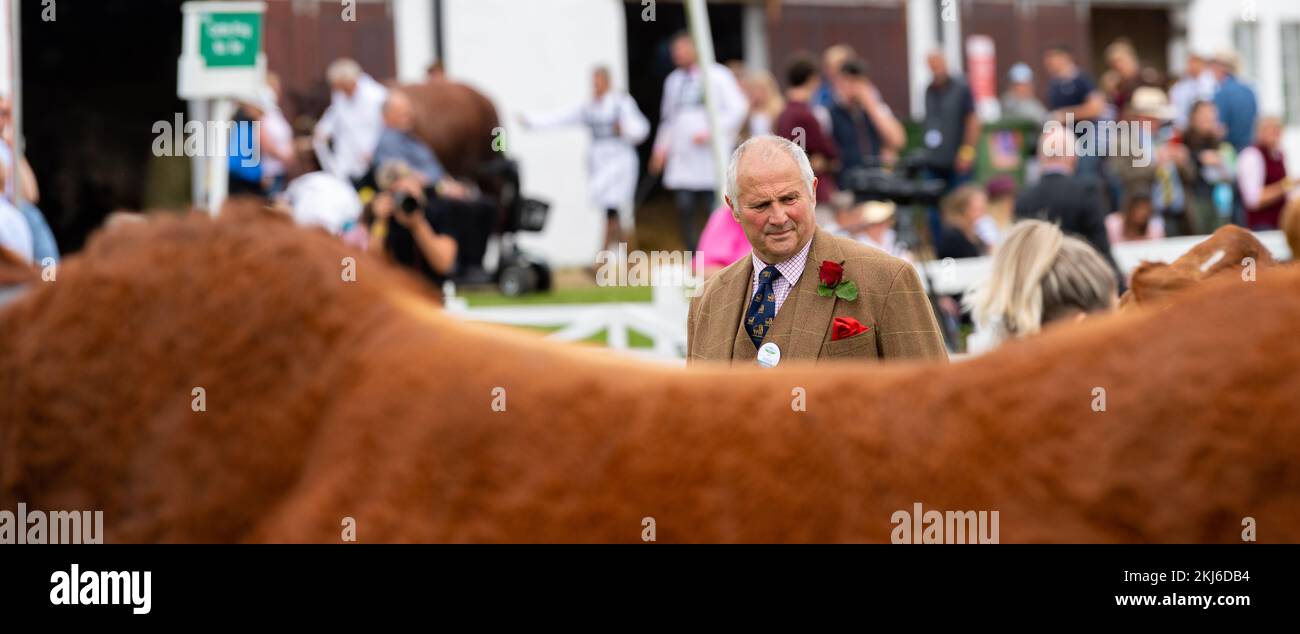 Exhibitors at the Great Yorkshire Show showing their Limousin cattle at ...