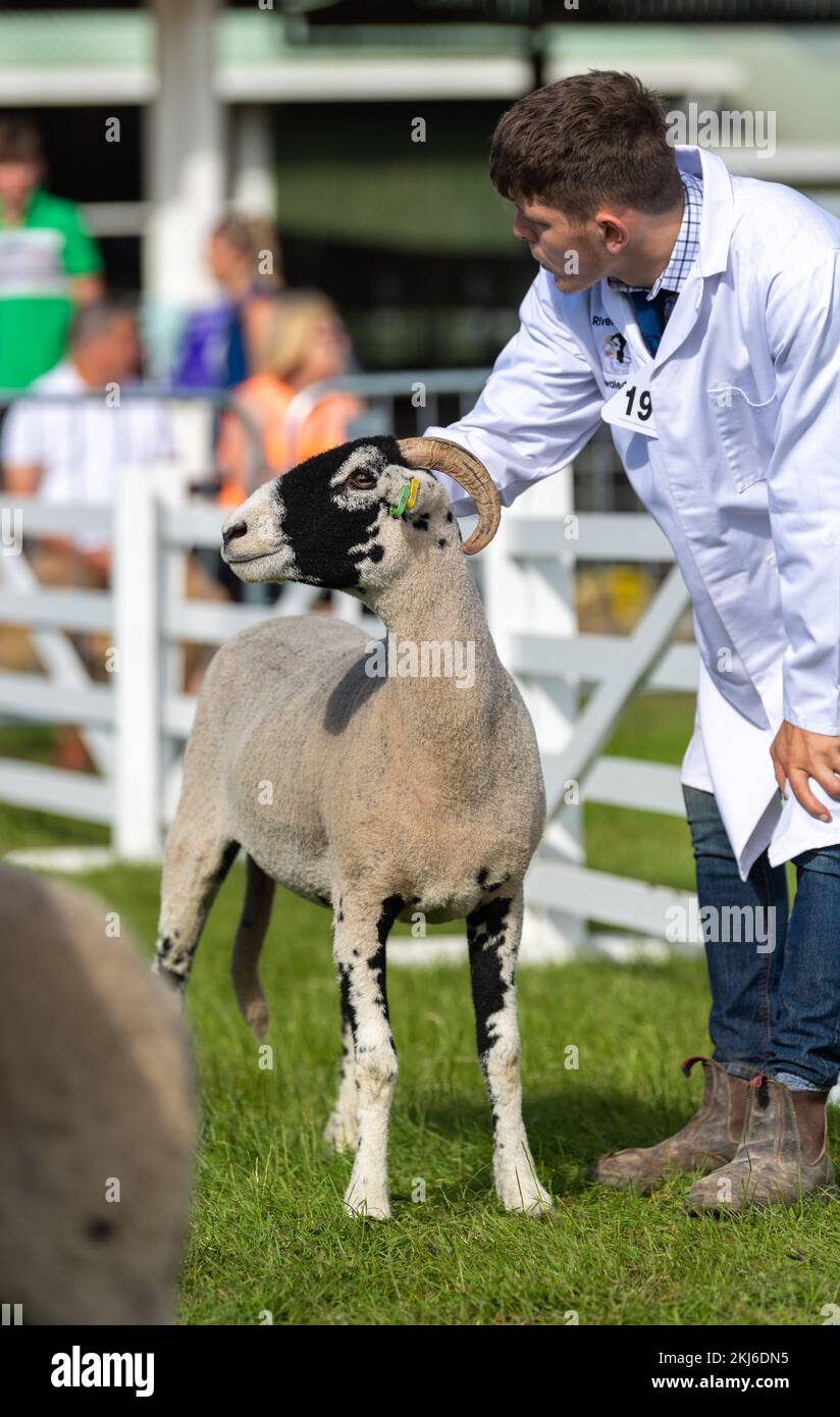 Exhibitors at the Great Yorkshire Show showing their livestock at the ...