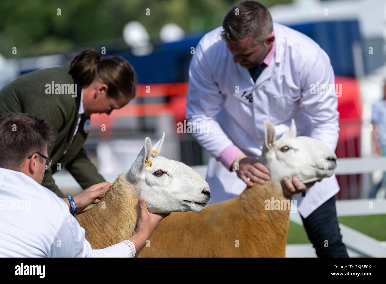 Exhibitors at the Great Yorkshire Show showing their livestock at the ...