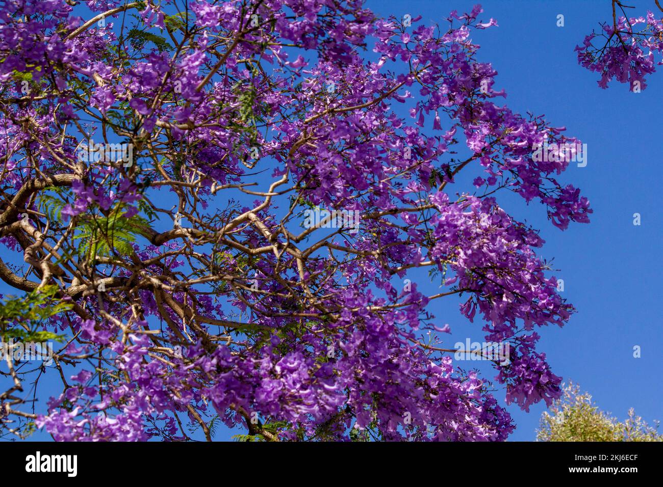 Jacaranda tree backyard hi-res stock photography and images - Alamy