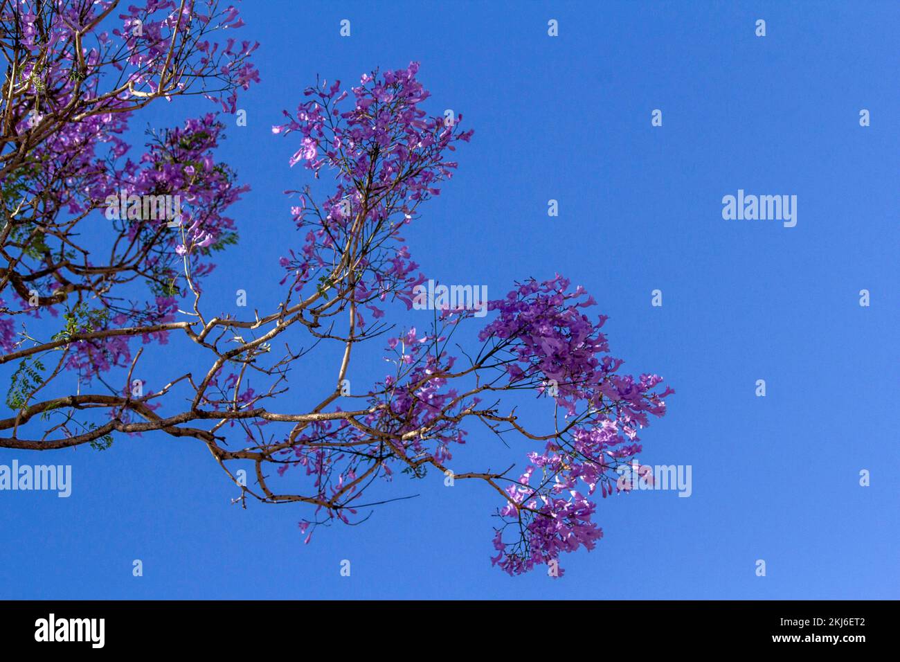Jacaranda tree backyard hi-res stock photography and images - Alamy