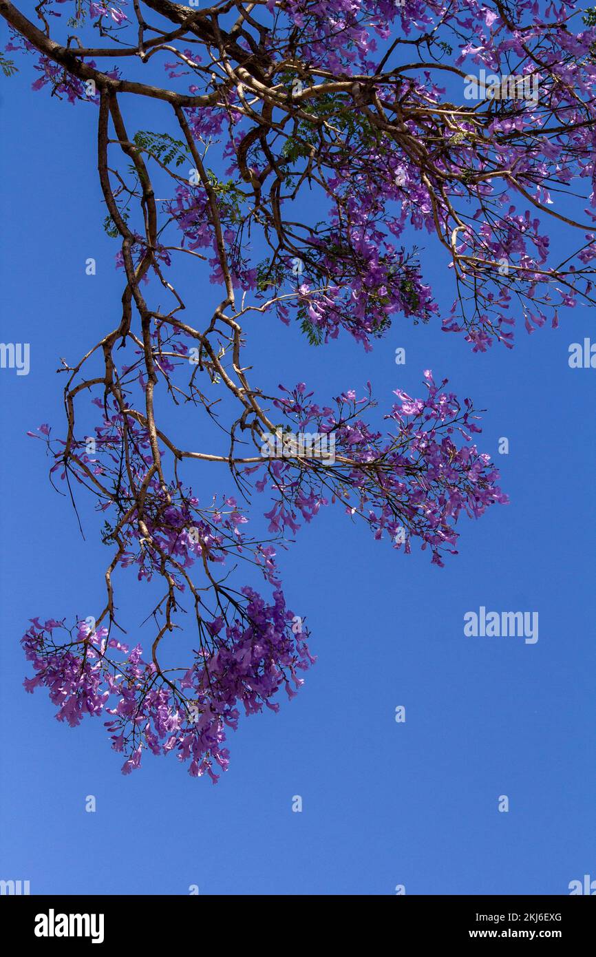 Jacaranda tree backyard hi-res stock photography and images - Alamy