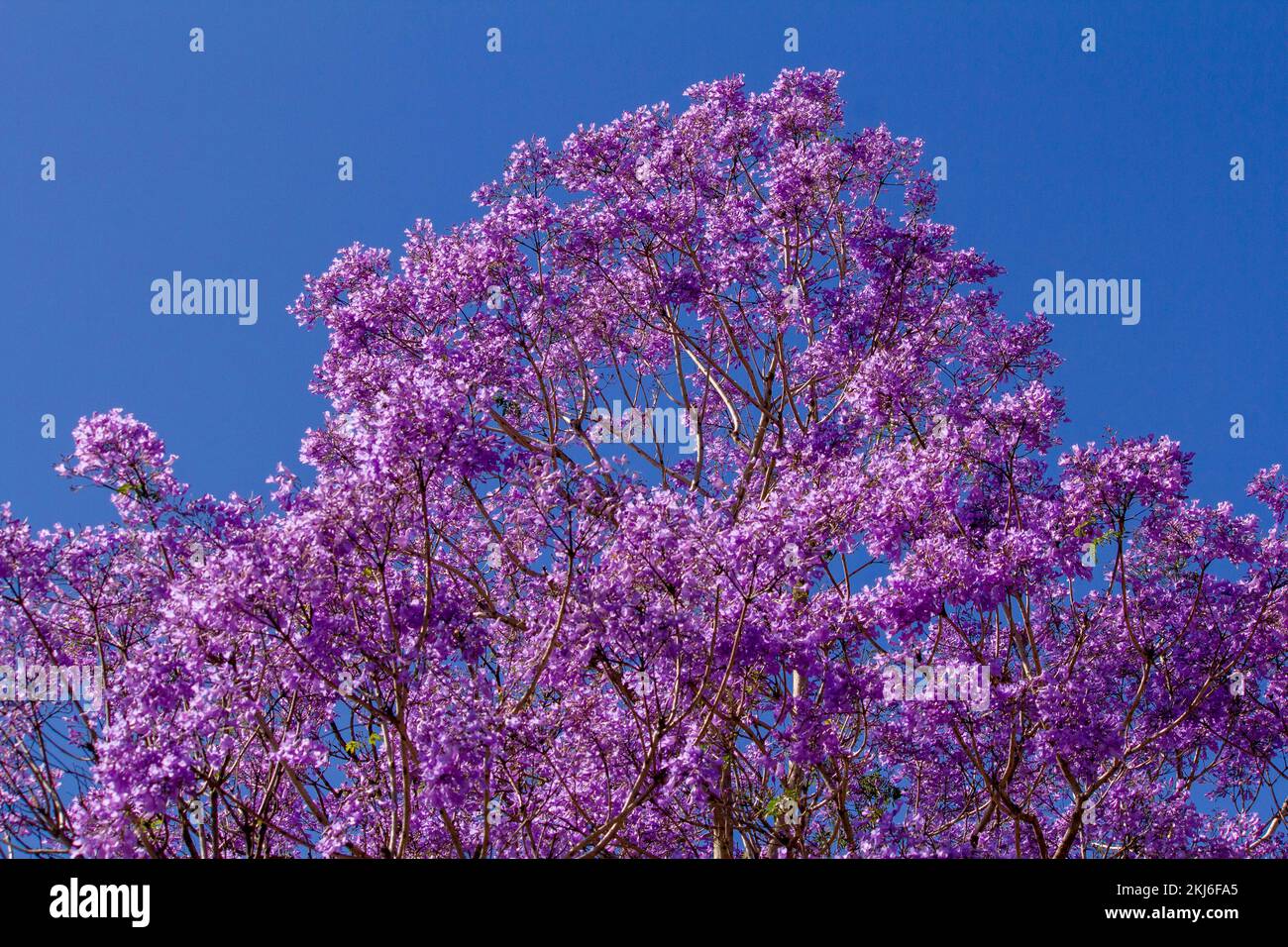Beautiful deep purple flowers on blooming jacaranda tree in Sydney, New ...