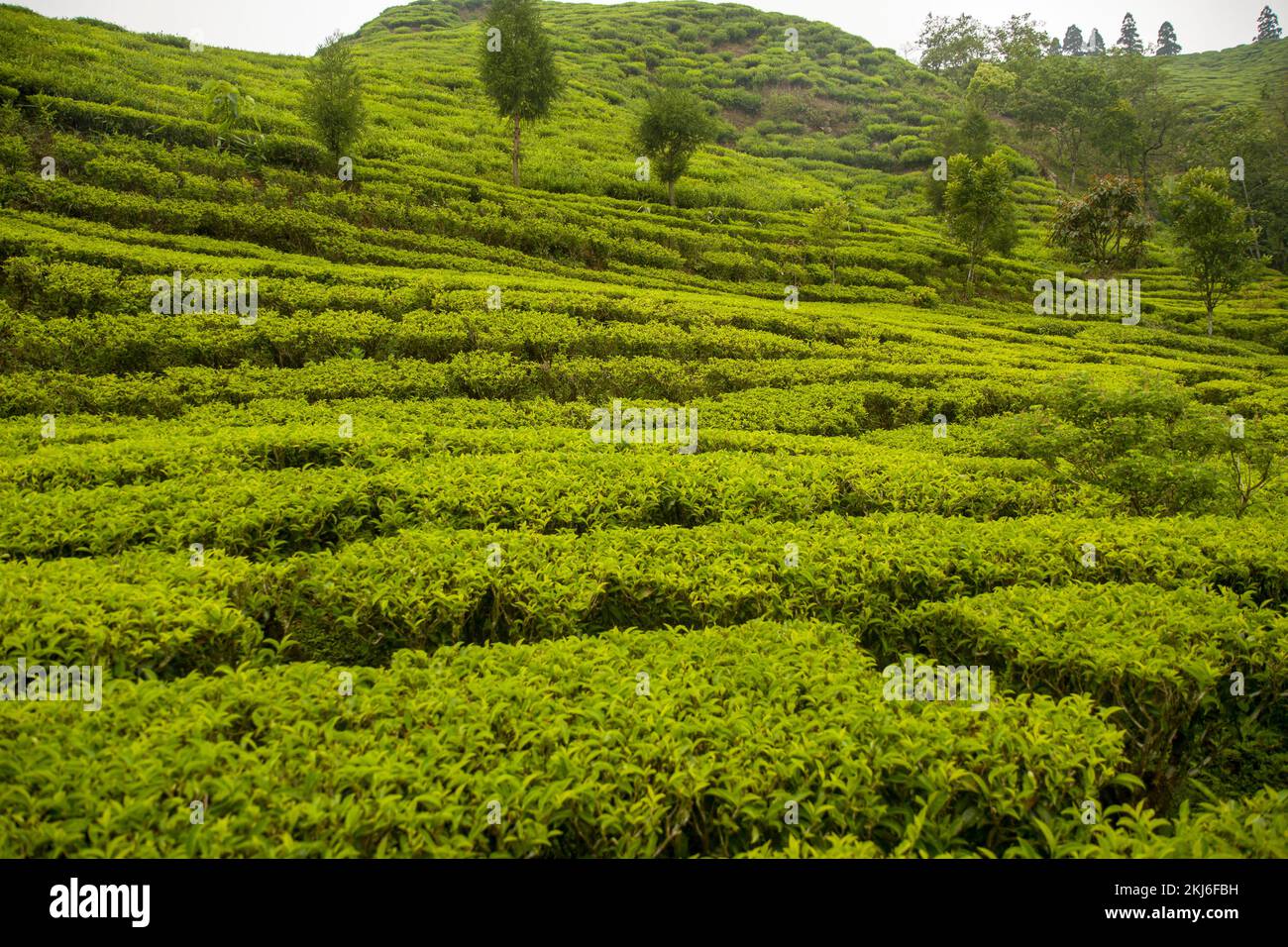 Ilam tea garden farm in Kanyam Illam Stock Photo - Alamy