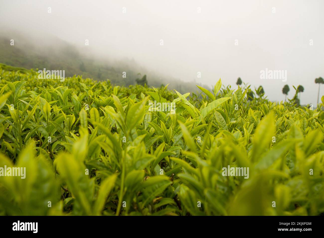 Tea in ilam nepal hi-res stock photography and images - Alamy
