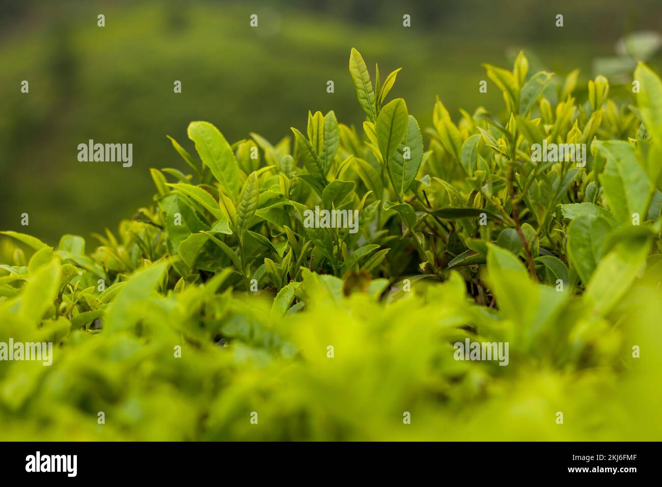 Tea in ilam nepal hi-res stock photography and images - Alamy
