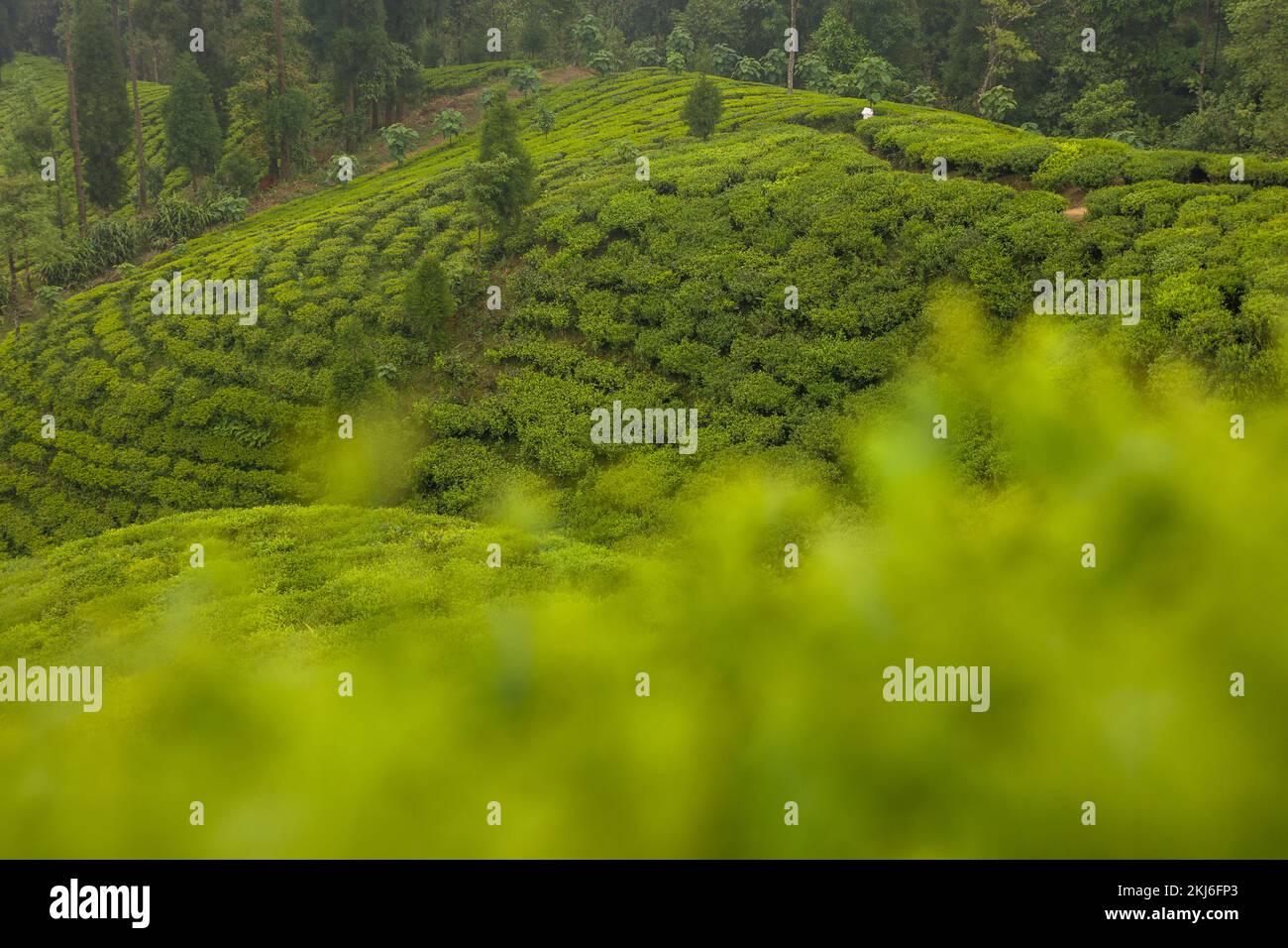 Ilam tea garden farm in Kanyam Illam Stock Photo - Alamy