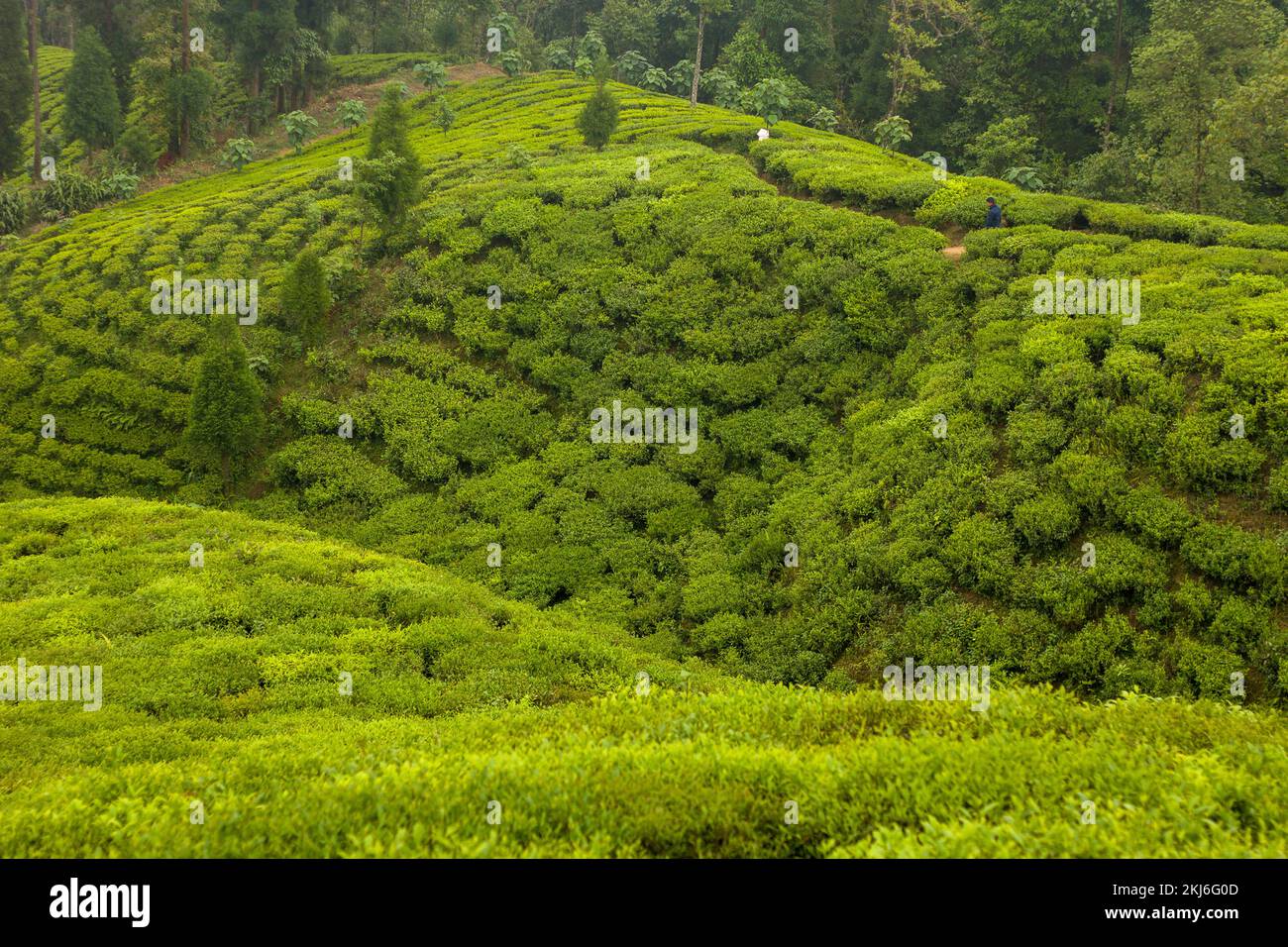 Tea in ilam nepal hi-res stock photography and images - Alamy