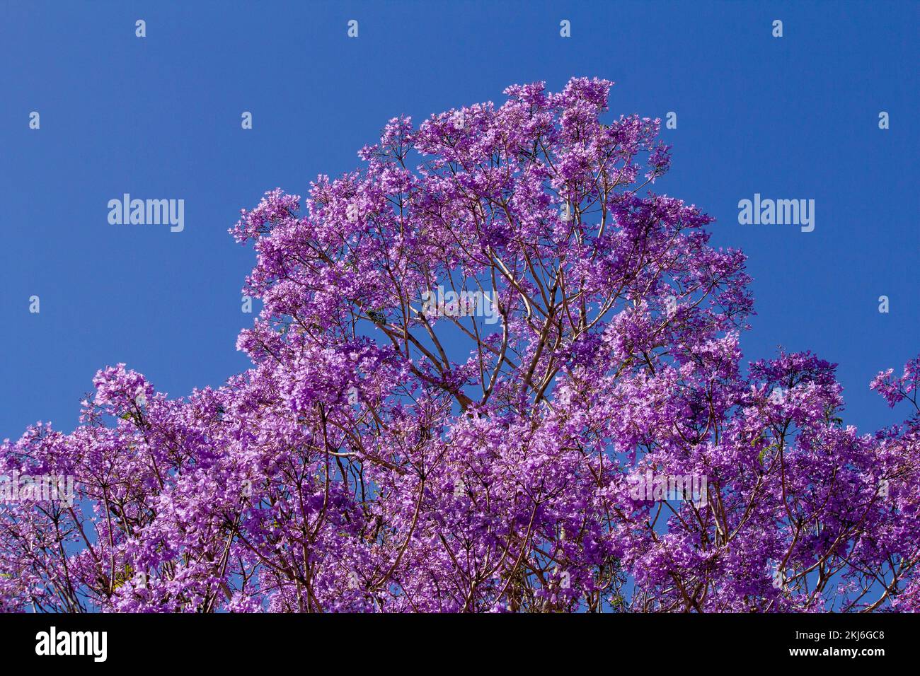 Beautiful deep purple flowers on blooming jacaranda tree in Sydney, New ...