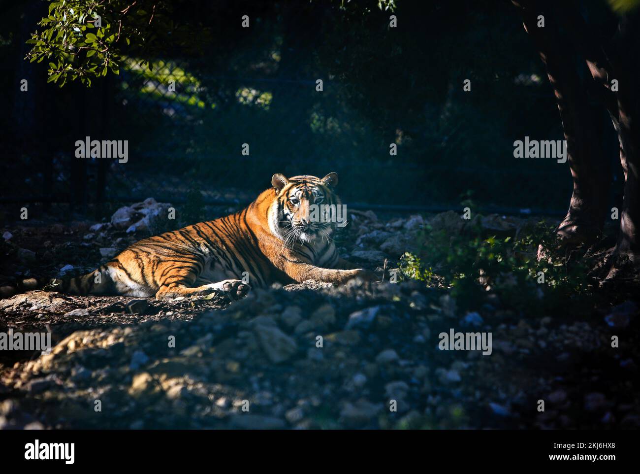 High quality pictures of some animals in Jordan Stock Photo - Alamy